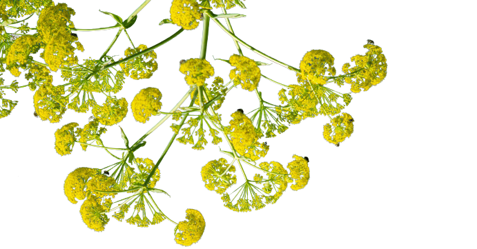 Hindustan Hing Supplying Co. – Quality | Consistency | Commitment