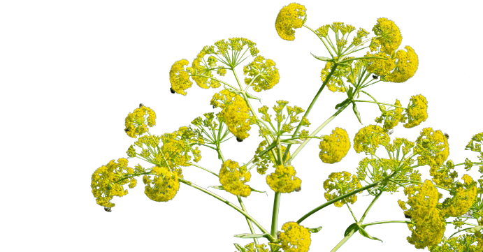 Hindustan Hing Supplying Co. – Quality | Consistency | Commitment